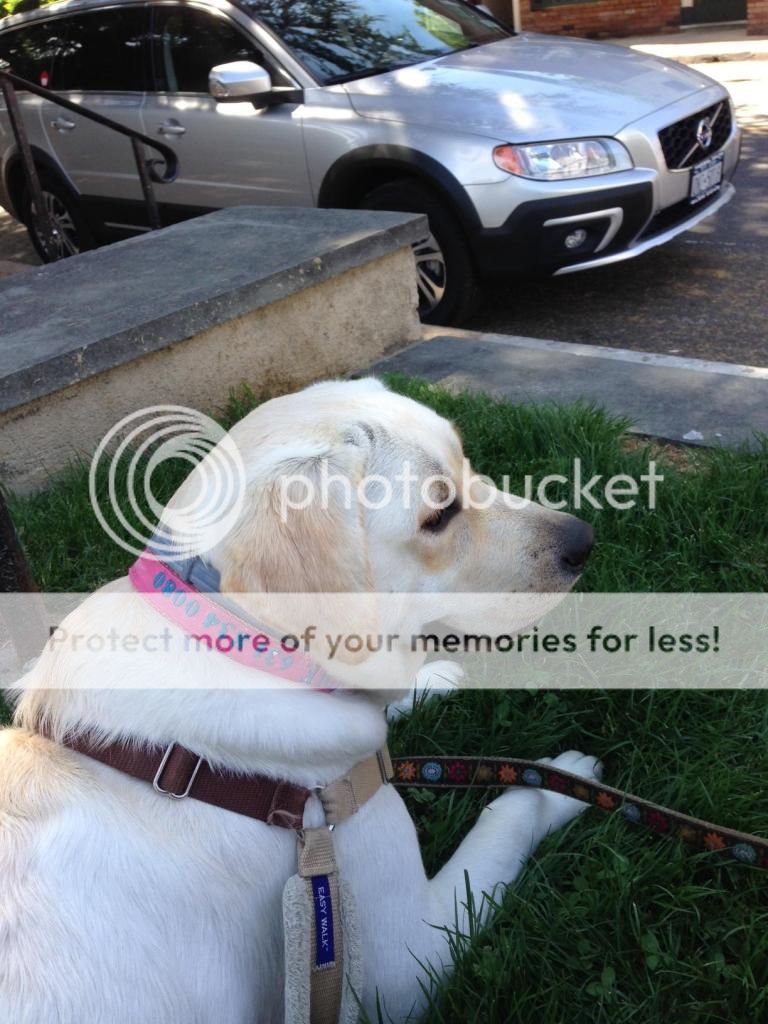 Crown for dog | Dental Lab Network