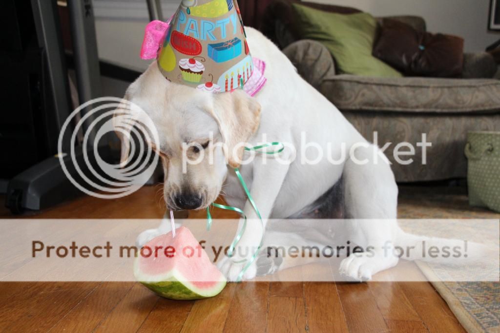 Crown for dog | Dental Lab Network