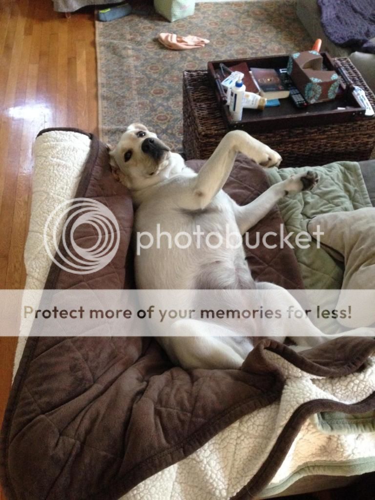 Crown for dog | Dental Lab Network