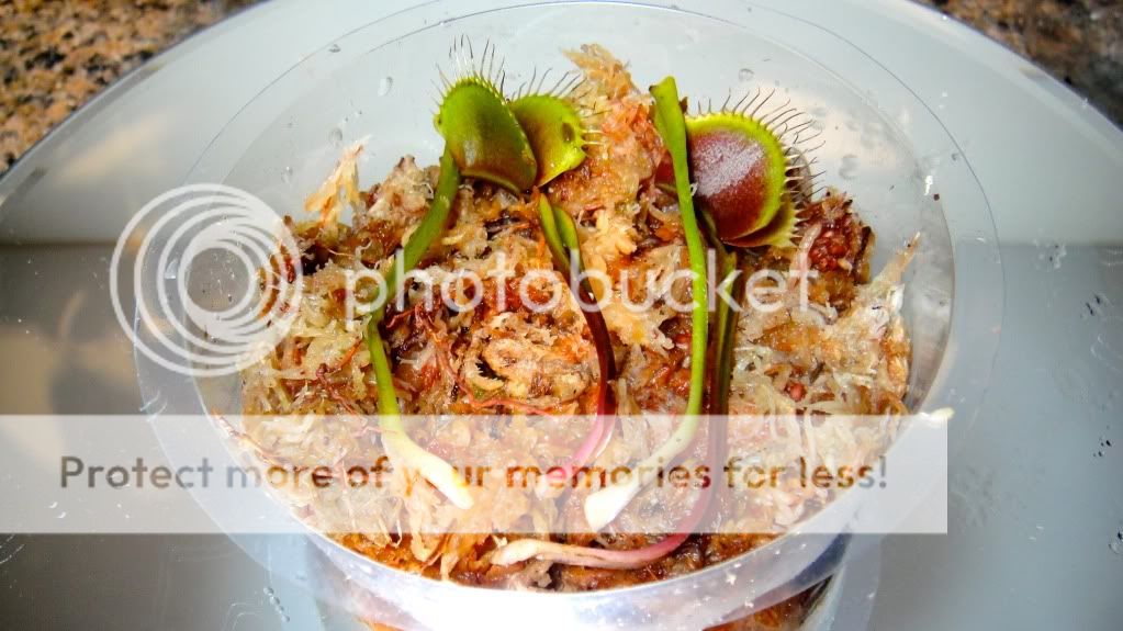 Leaf Pullings. Will this work? - FlyTrapCare Forums