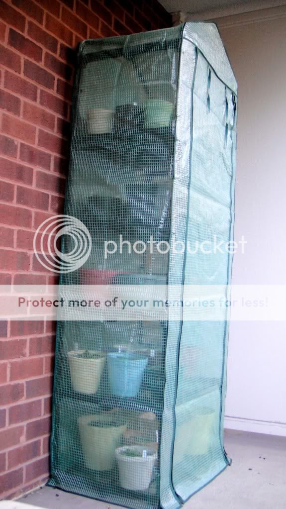 Dormant Dionaea - FlyTrapCare Forums