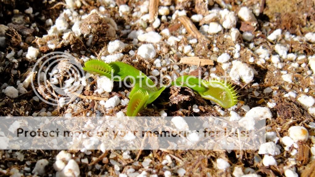 Some Dormant, A Few Pullings, A Seedling - FlyTrapCare Forums