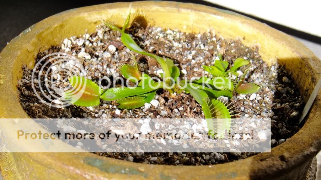 Some Dormant, A Few Pullings, A Seedling - FlyTrapCare Forums