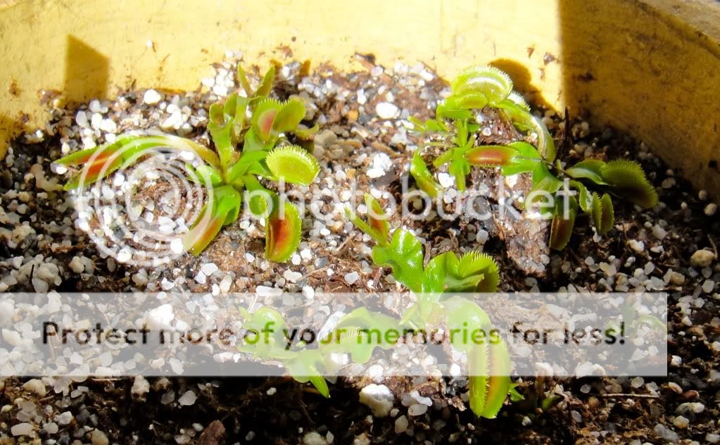 Some Dormant, A Few Pullings, A Seedling - FlyTrapCare Forums