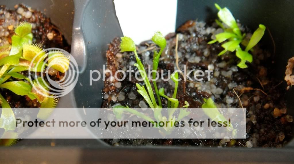 Some Dormant, A Few Pullings, A Seedling - FlyTrapCare Forums