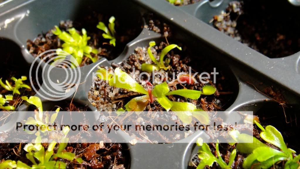 Some Dormant, A Few Pullings, A Seedling - FlyTrapCare Forums