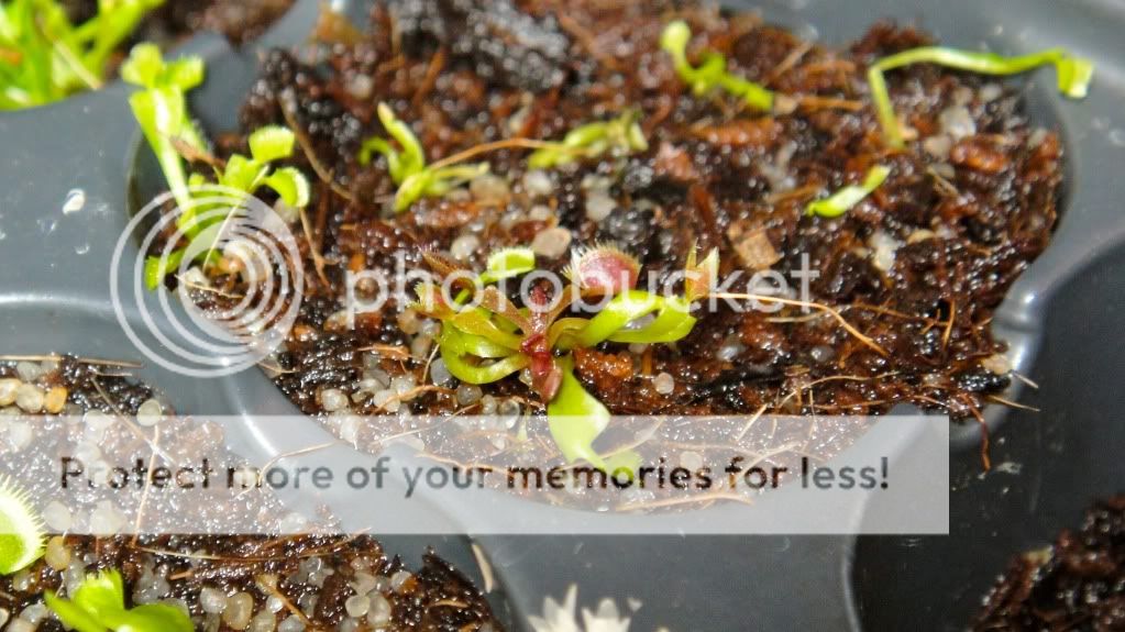 Some Dormant, A Few Pullings, A Seedling - FlyTrapCare Forums