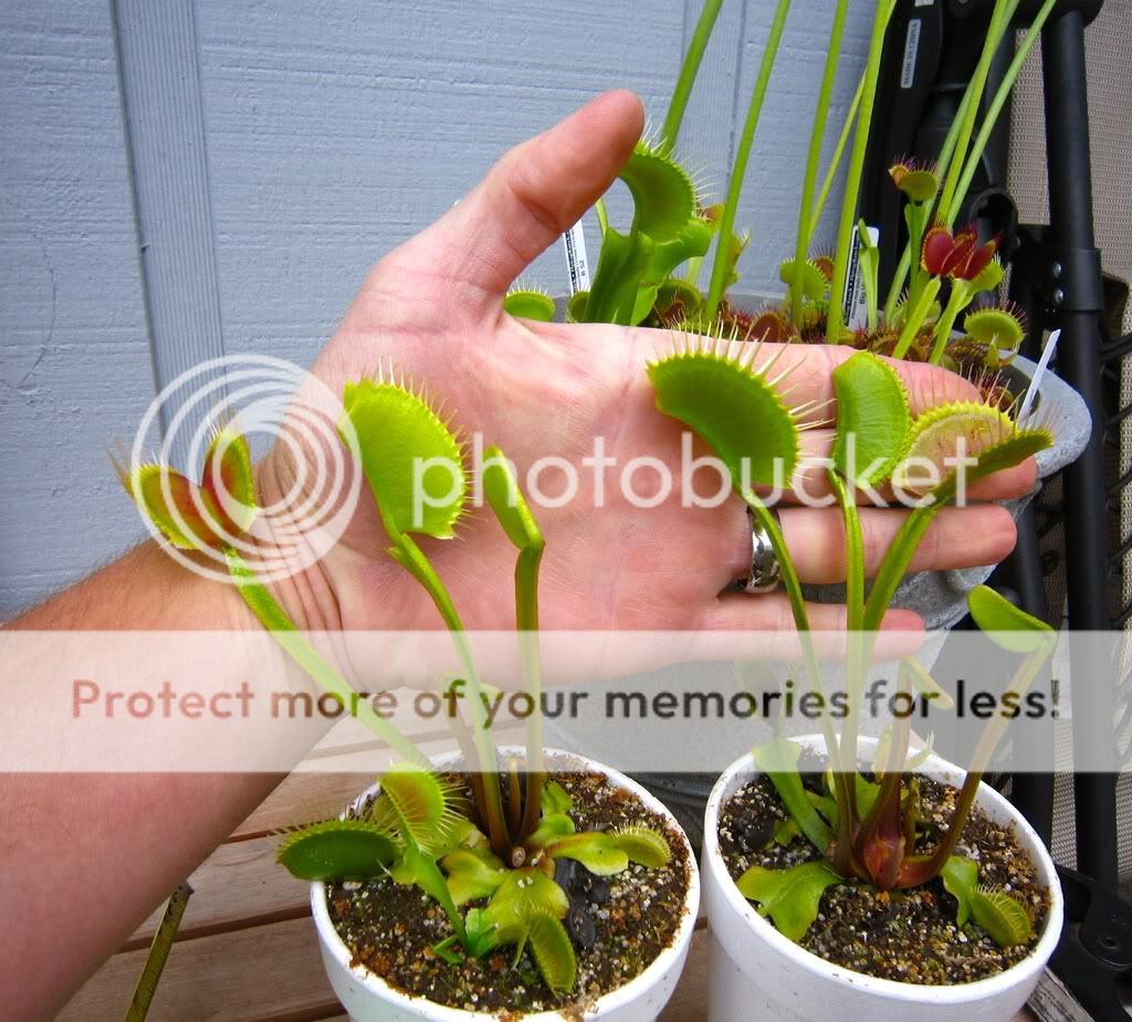 Flytraps acclimating from tissue culture - FlyTrapCare Forums
