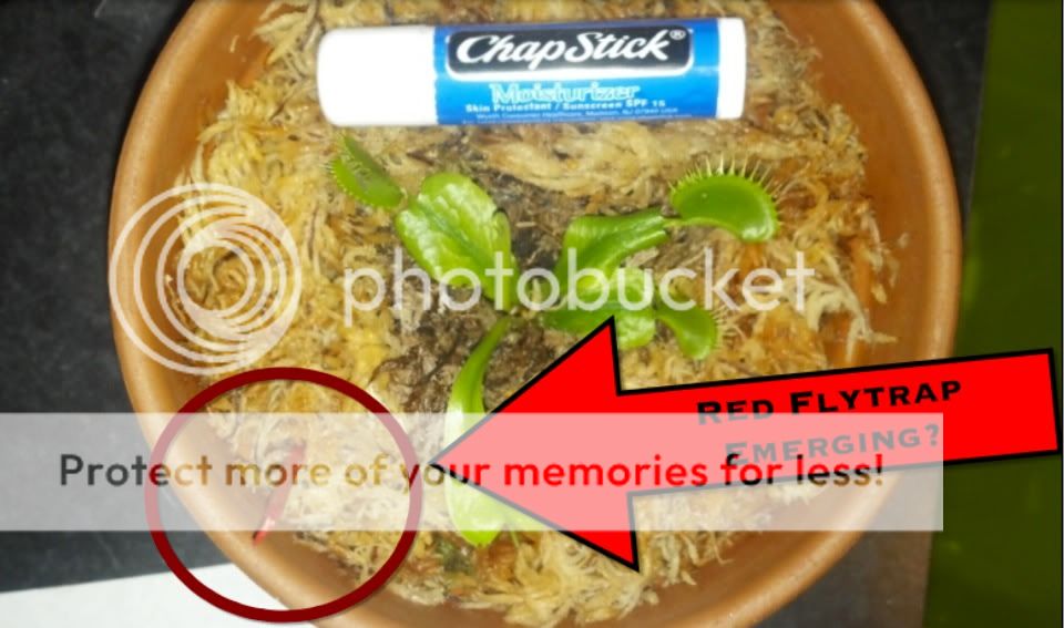 UPDATE-First plant from Lowes-UPDATE 4 weeks in - FlyTrapCare Forums