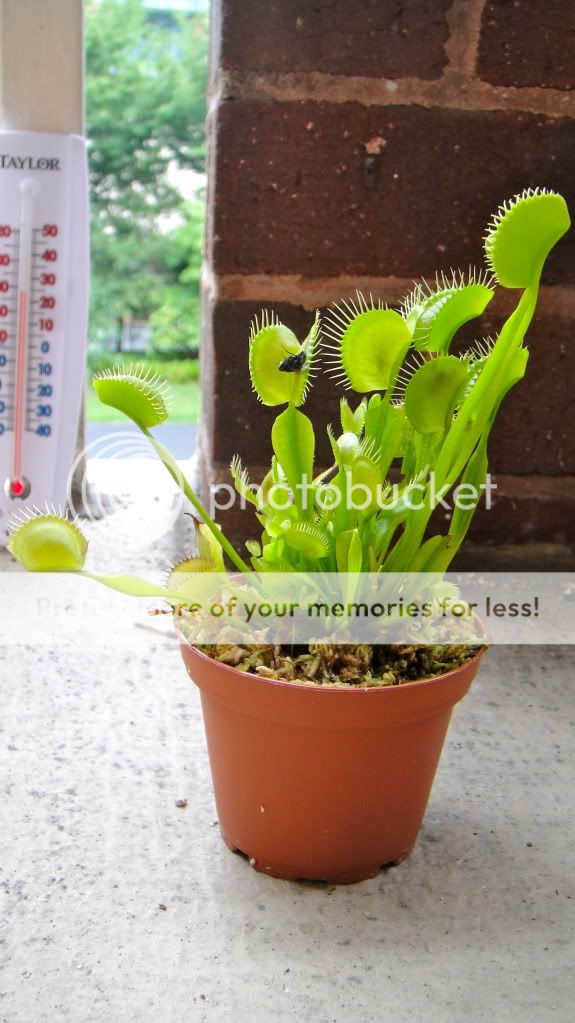 Would these plants benefit by repotting? - FlyTrapCare Forums