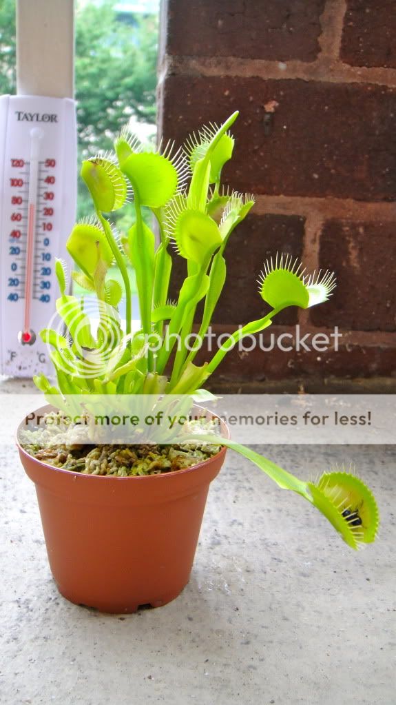 Would these plants benefit by repotting? - FlyTrapCare Forums